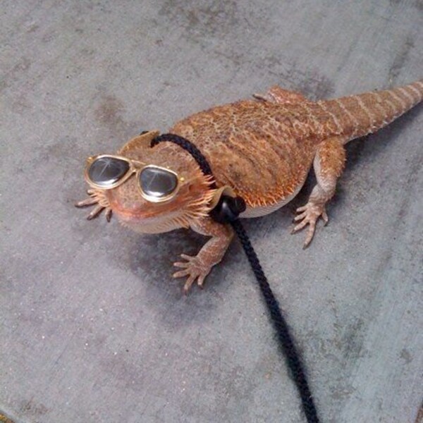 My Tummy Hurts Oddly Specific, Meme, Ironic, Cursed Muscle Shirt - Etsy