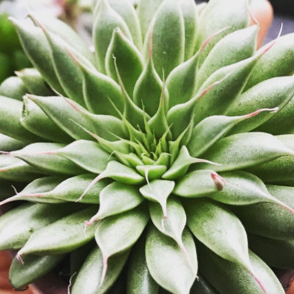 Notion Template for Small Business Notion Dashboard, Notion Planner ...