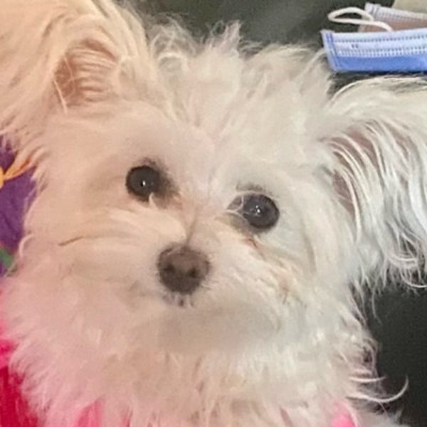 Pink Memorial Background Mega Bundle: 80 Memorial Backgrounds, Heaven ...