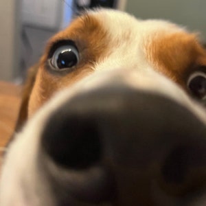 Carnage, Signed 11 X 17 Color Print by Darryl Young - Etsy