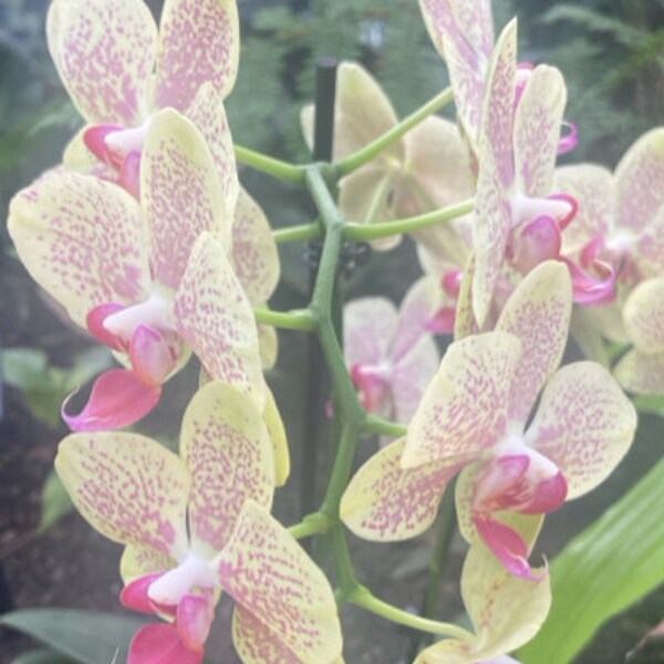 SUPER KINK Dark Brown Curly Afro-style Nylon Doll Hair for Custom/ooak ...