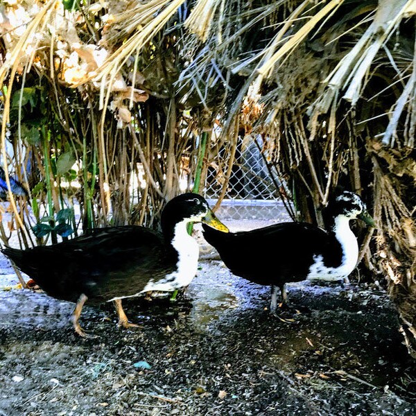 Outdoor Side Table, Spiral Triangular Top, Outdoor Furniture, 2x4 ...