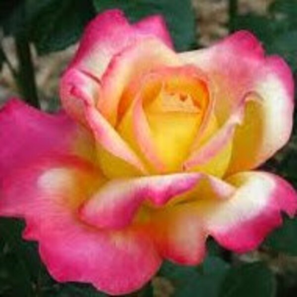 Gold Short Veil , Catholic Head Covering Veil for Church, Catholic Lace ...