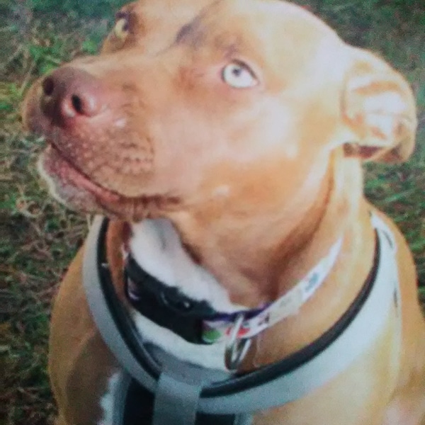 ROSE Mini C2C Pattern Graph With Written Row by Row Pattern - Etsy