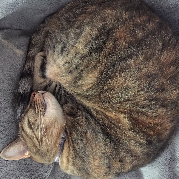 Women's Medieval Linen Wimple Headdress Veil Covering for Re-enactment ...