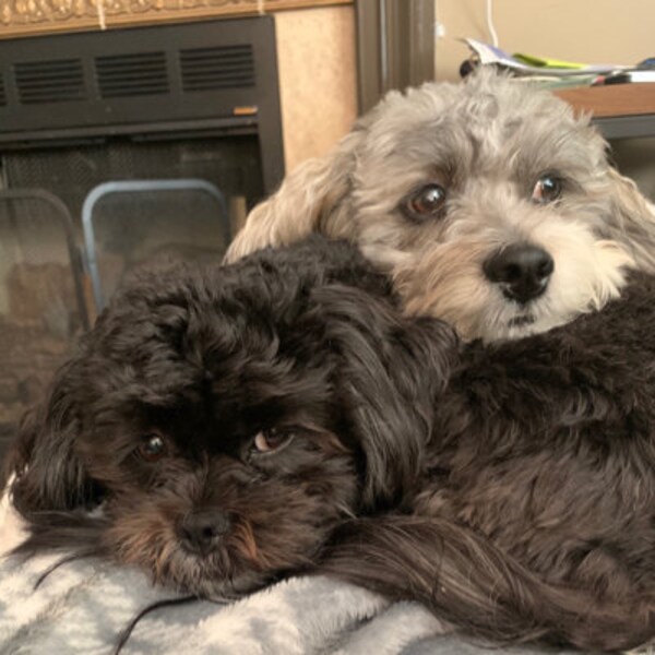 Heart Tree Dxf, Love Heart Tree Svg, Heart With Tree Dxf, Svg, Eps, Png ...