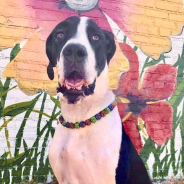 Dog Mom Vibes Svg Png, Fur Mama Svg Png, Pet Mom Svg Png, Dog Mama Svg ...