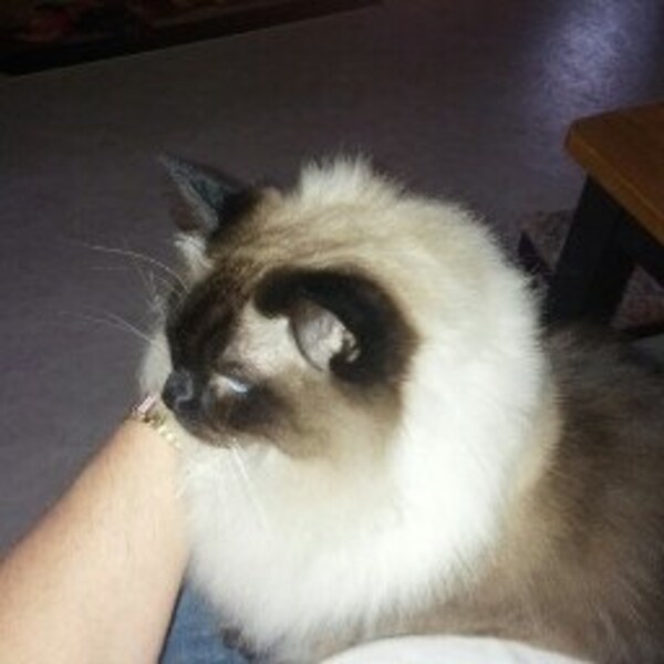 15pc Set Black Smith Merchant Props 3D Resin Printed 28-32mm Tabletop ...