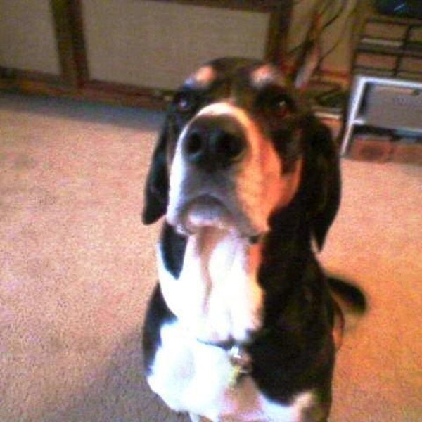 Arctic Animals Clipart-polar Animals Clipart-arctic Animals Clip Art ...