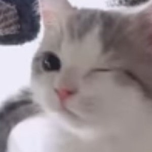 Half Gore Fursuit Dino Mask MQ NEED GONE - Etsy