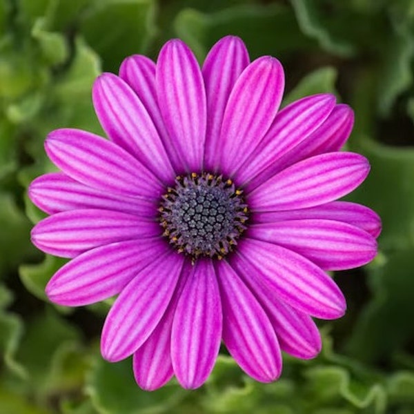 Angel Flair Gymnastics Leotard - Etsy