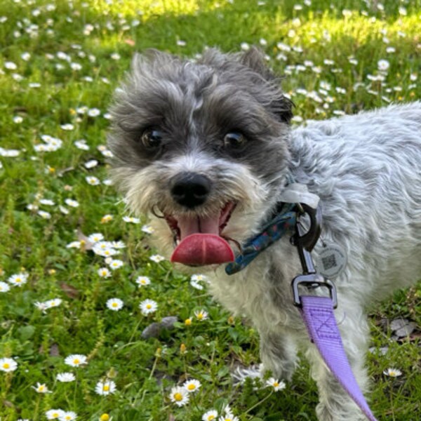 Scratch, Animal Attack, Wound, Cut Prosthetic, SFX Makeup, Silicone ...