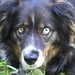 ravenscraft - Etsy
