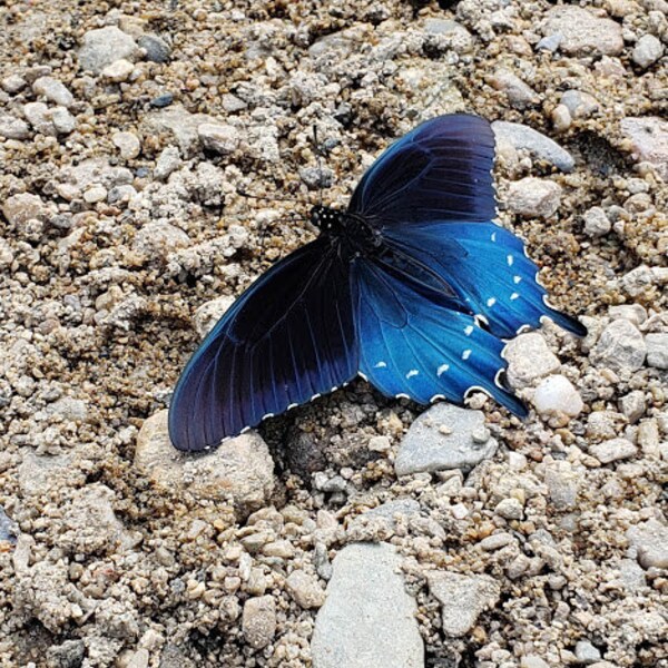 Flower Power X-ray Marker Xray Tech Gifts Rad Tech Markers Choose Your ...