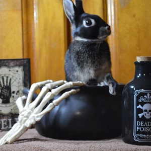 Angela Rabbit - Etsy