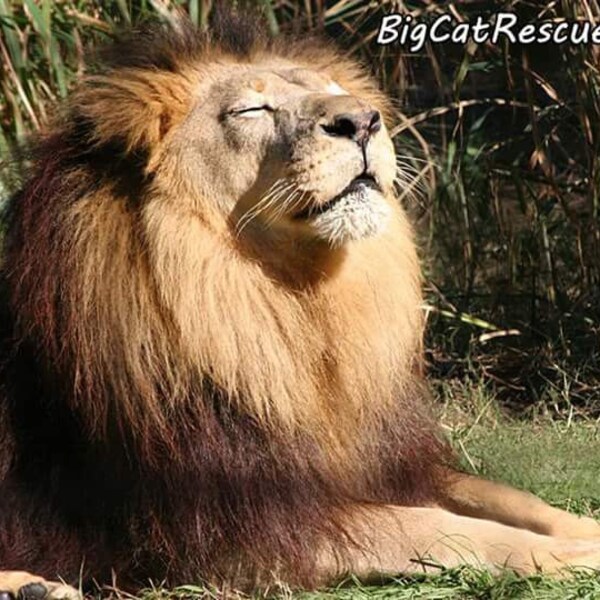 Computer It Nerd Birthday Card Tech Phone Support Geek Web Programming Developer Can Add