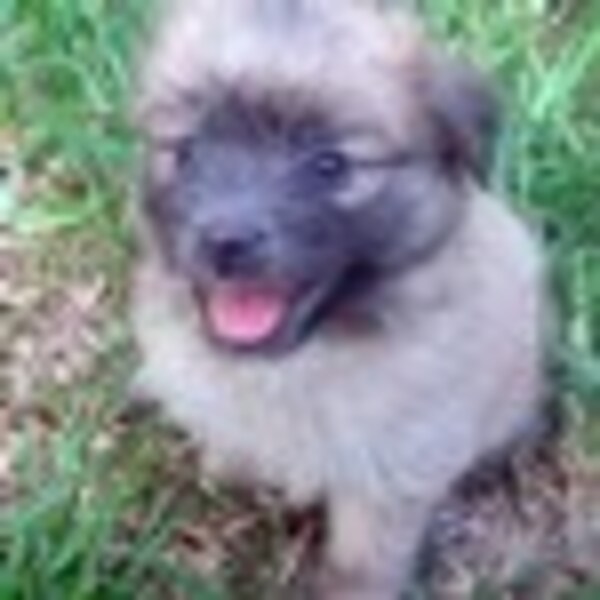 Emotions Flashcards 24 Cards Filipino and English Translation Printable ...