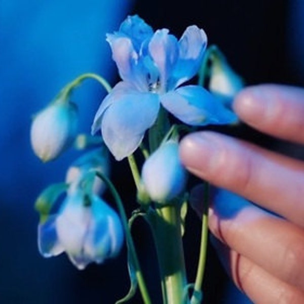 Sony WH-1000XM4 Sparkles Headphones Attachment / Sony Xm4 Case Cover ...