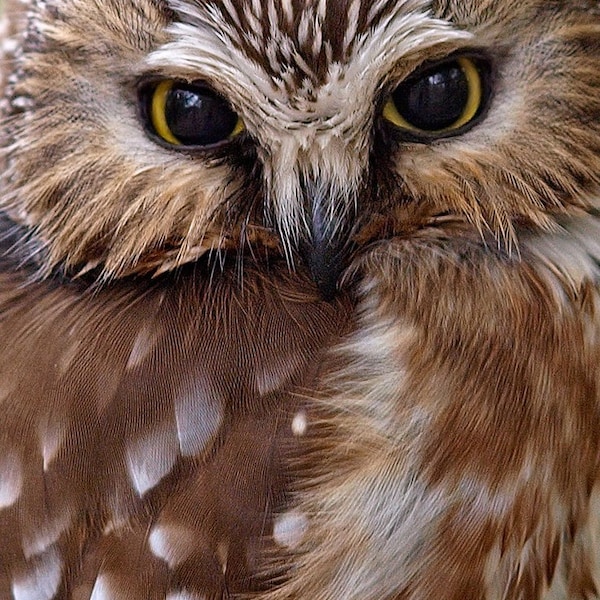 Gray Timber Wolf Acrylic Glitter Keychain Kawaii Chibi Wild Animal ...