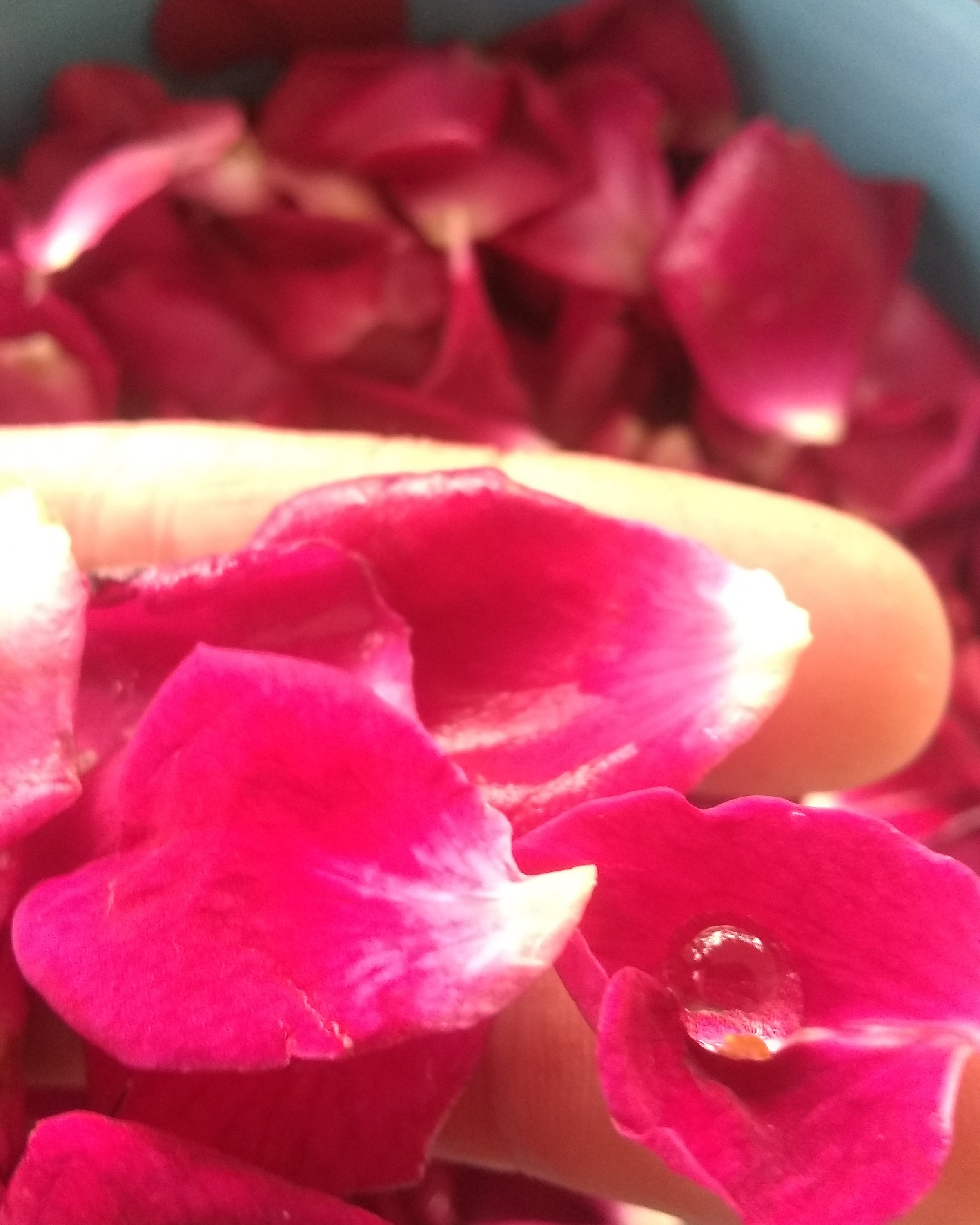 LovePlantsRoots - Etsy
