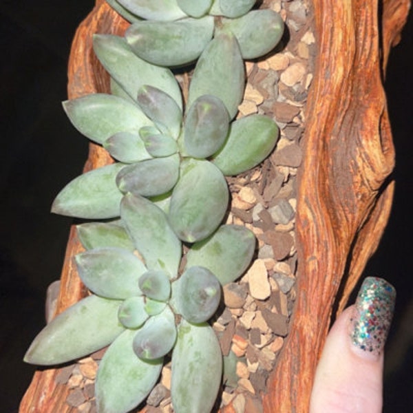 Rare Imported Succulents Succulents Mystery Box - Etsy