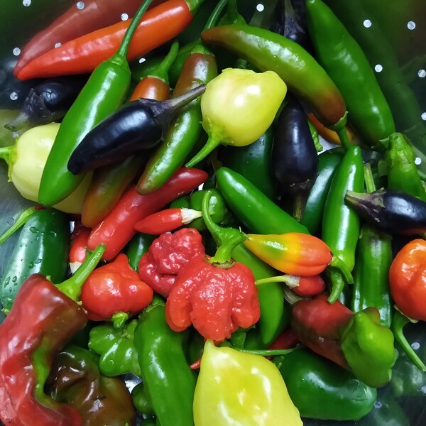 Metamorphosis Paper Print by Morgan Mandala Butterfly Mandala 10.5in X ...