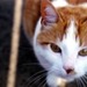 Jaq Jaq and Gus Gus Key Mickey Balloon/ Cinderella Transparent Laptop ...