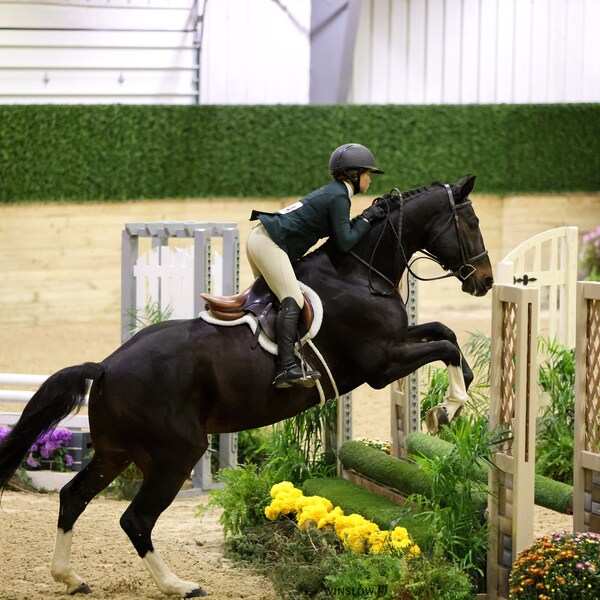 Stepping Out Equestrian Printable Art, Horse Art, Minimalist Design ...