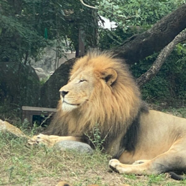 Leopard/cheetah 40 Oz. Tumbler - Etsy