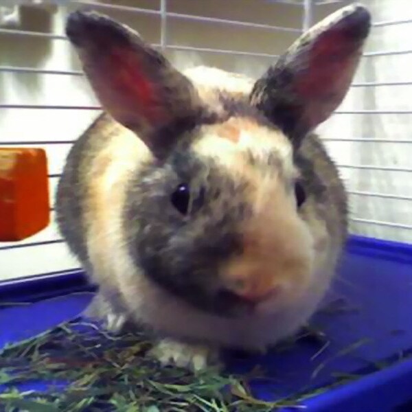 Uncut Butterick Sewing Pattern Misses' Jacket Coat Top & Pants ...