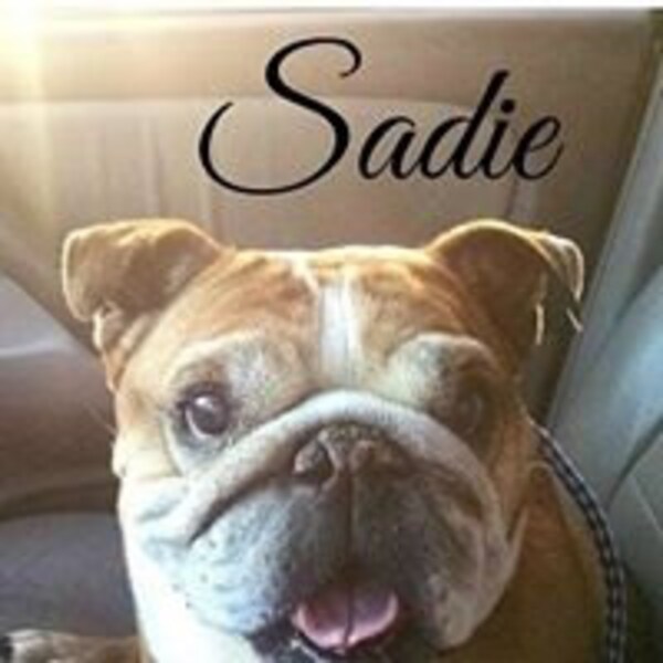 Big Cat 2.5 D CNC Router G Code Cut File Immediate Instant Download ...