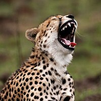 Aqua and Gold Floral Digital Paper, Teal and Gold Printable Scrapbook ...