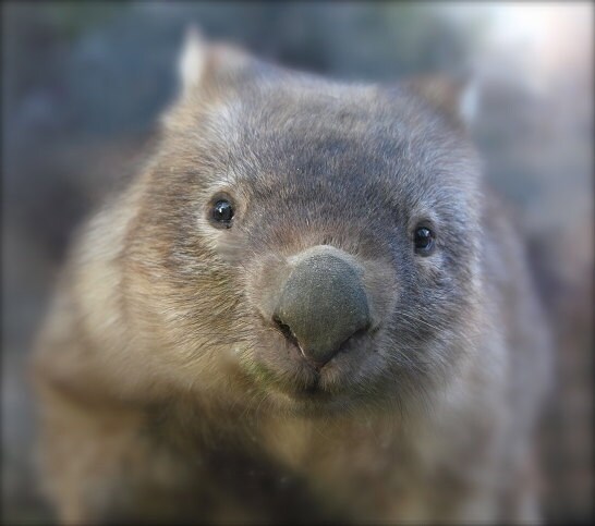 LaughingWombat - Etsy