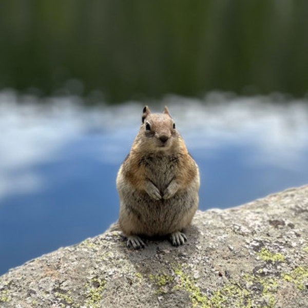 Tiger King Handmade Embroidery Cloth Tiger Toy Doll Chinese Auspicious ...