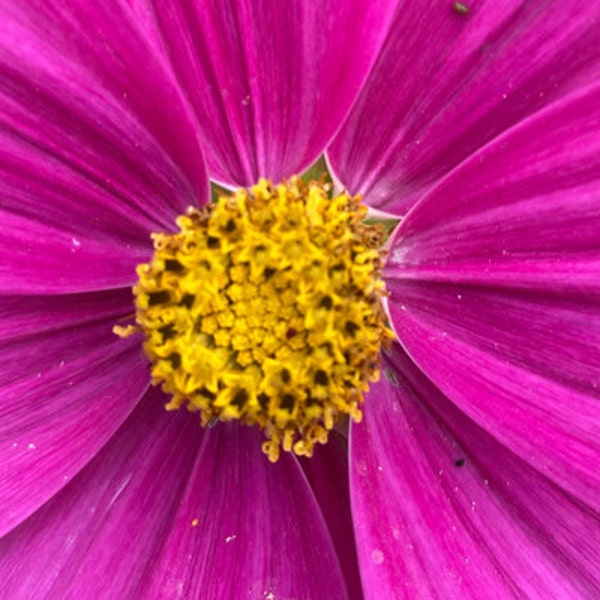 Pasta Shirt, Funny Spaghetti Shirt, Italian Food Tshirt, Foodie Shirt ...