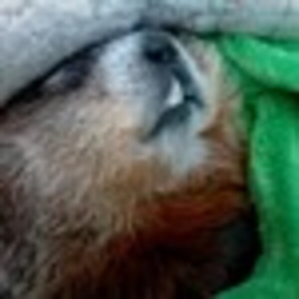 CVC Word Cards Montessori Moveable Alphabet Cards Kindergarten ...