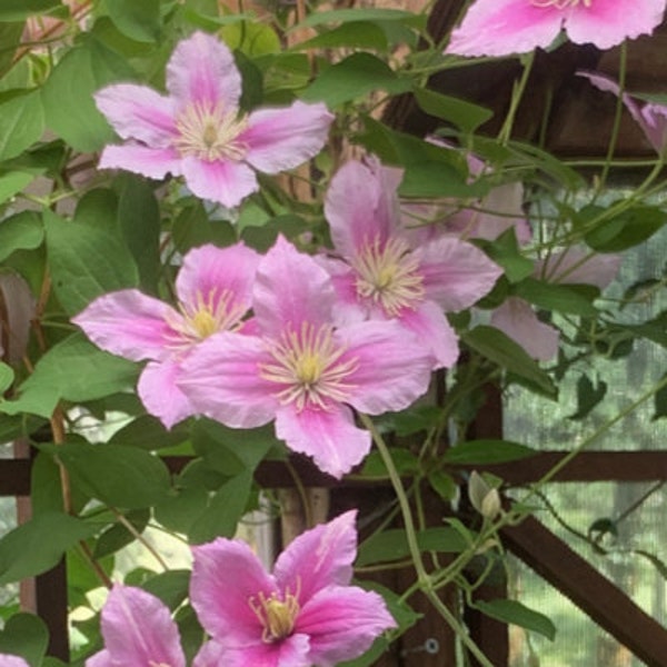 Ceramic Zebra, Mini Zebra, Zebra Lover Gift, Zebra Gift, Zebra Figurine ...