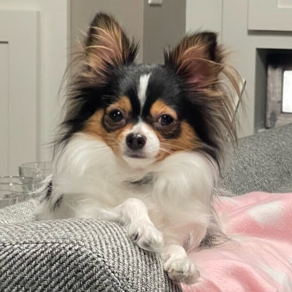 Deluxe Antique Brass Sansa Stark Chain Necklace. - Etsy