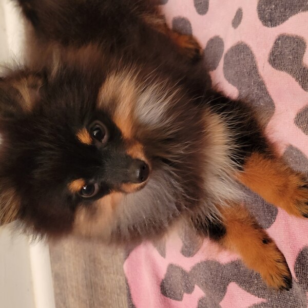 Roll Initiative Cutting File for Rpgs, D&D, Dungeons and Dragons D20 ...