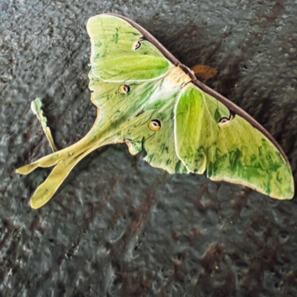 SOLAR SYSTEM Planet Model Rotating Spinner Outer Space Study Activity ...