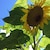 Spring Learning Bundle Unit Study, Nature Study, Charlotte Mason - Etsy