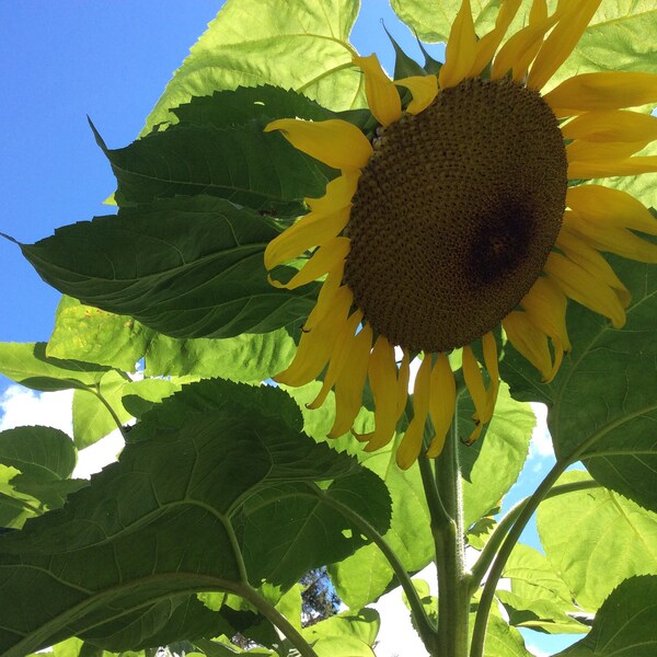 Mollusk Unit Study, Octopus Unit, Squid Unit, Cuttlefish Unit, Sea ...