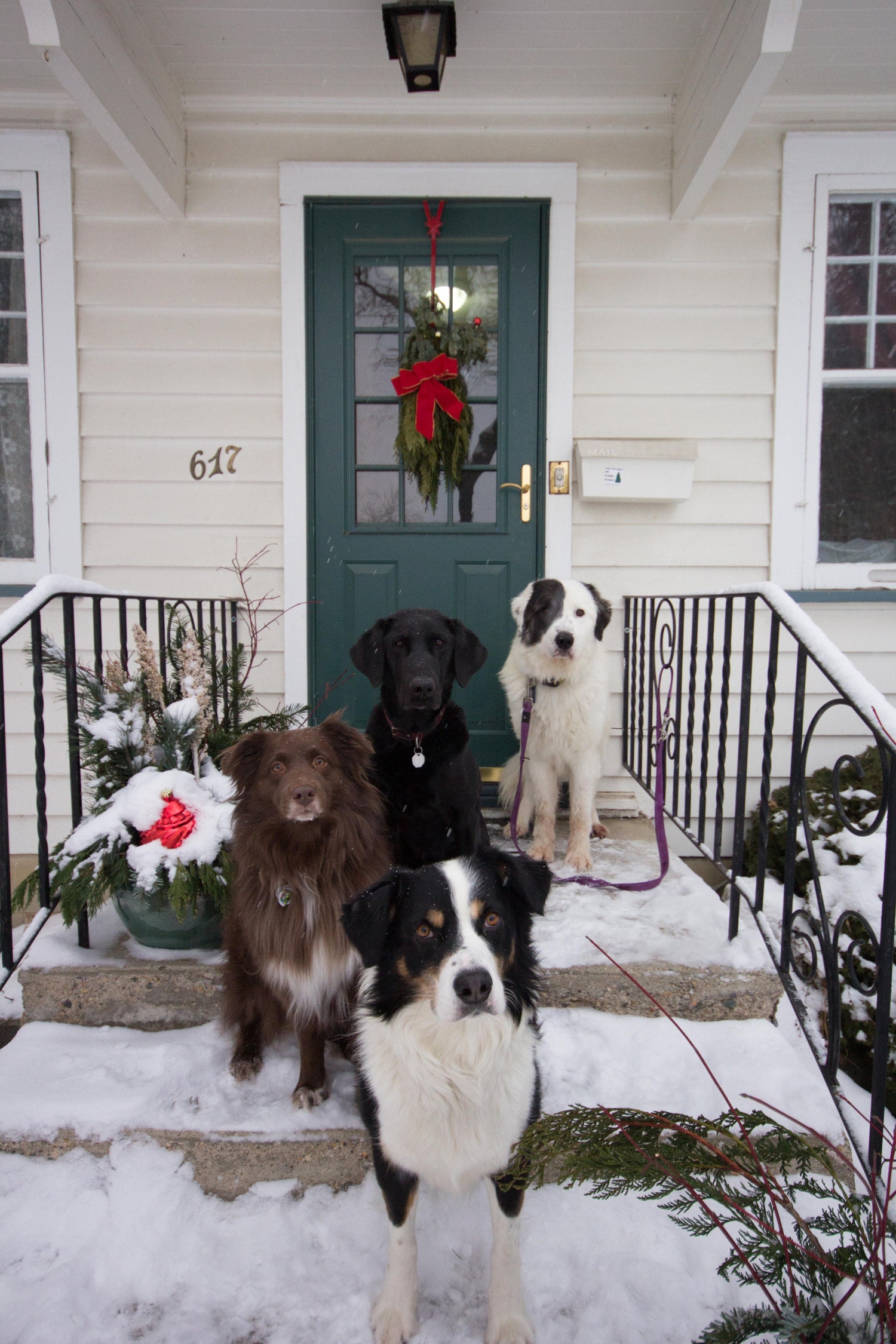 AllSeasonDog - Etsy