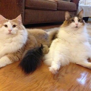 Black Cat Riding Whale Vintage Collage Print Tea Stain Cat Art Cat ...