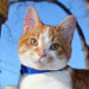 Eclipse Stained Glass Large Panel Pattern. Intermediate Stained Glass ...