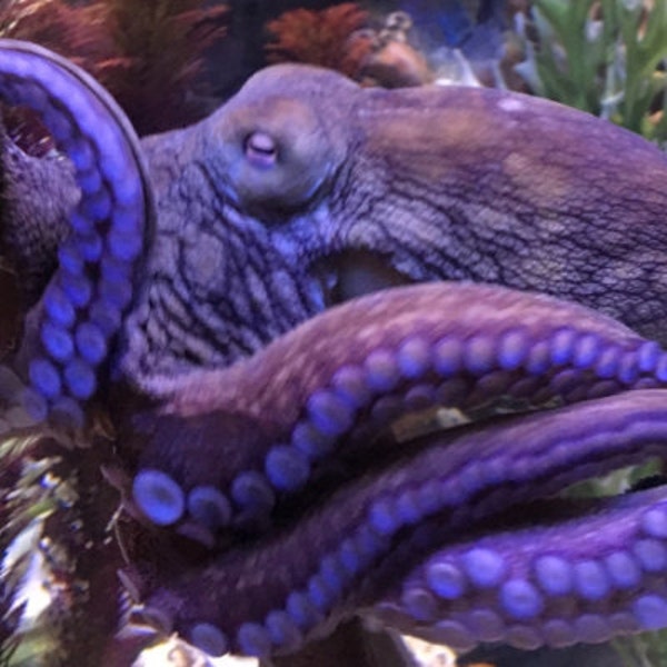 Blood Rage Player Tray Dashboard Deluxe Edition - Etsy