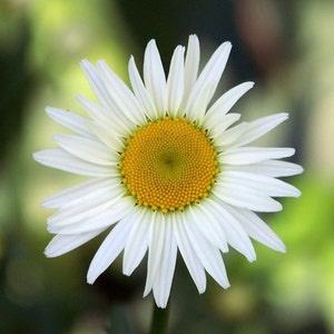 Patriotic Cross Stitch Pattern Glory Glory Hallelujah Instant Download ...