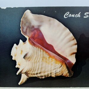 Coastal Gallery Wall Set of 7 Prints Nautical Decor Boho Beach Gallery ...