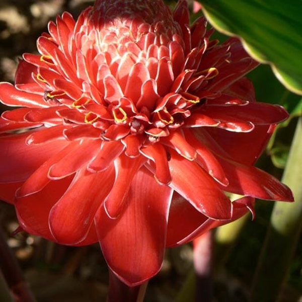 Tongan Polynesian Ngatu Kupesi Tribal Digital Design Instant Download ...