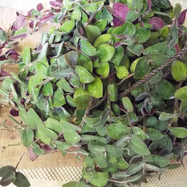 Stained Glass Trees Printable Bookmarks Bundle, Set of 20 PNG/JPG ...